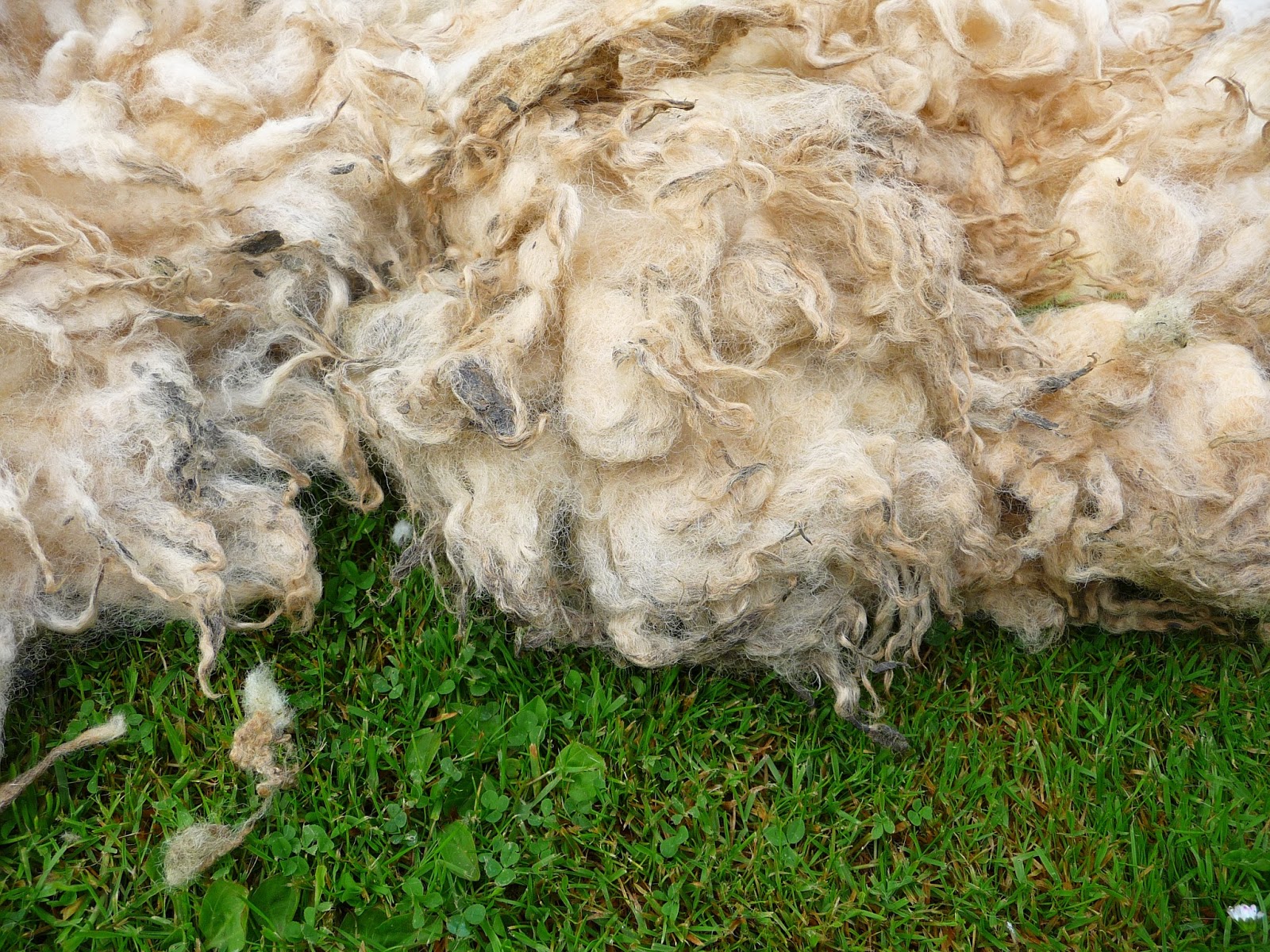 Wool - Tribulations of Hand Spinning and Herbal Dyeing: Skirting and ...