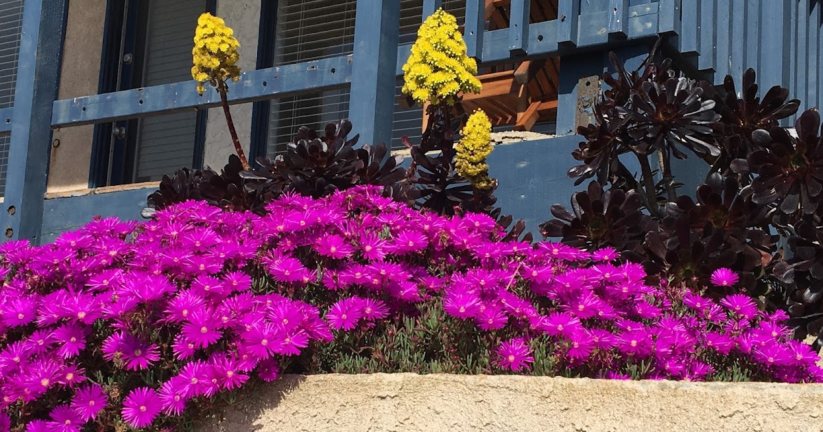 The Patchery Menagerie: Color Inspiration & California So Far