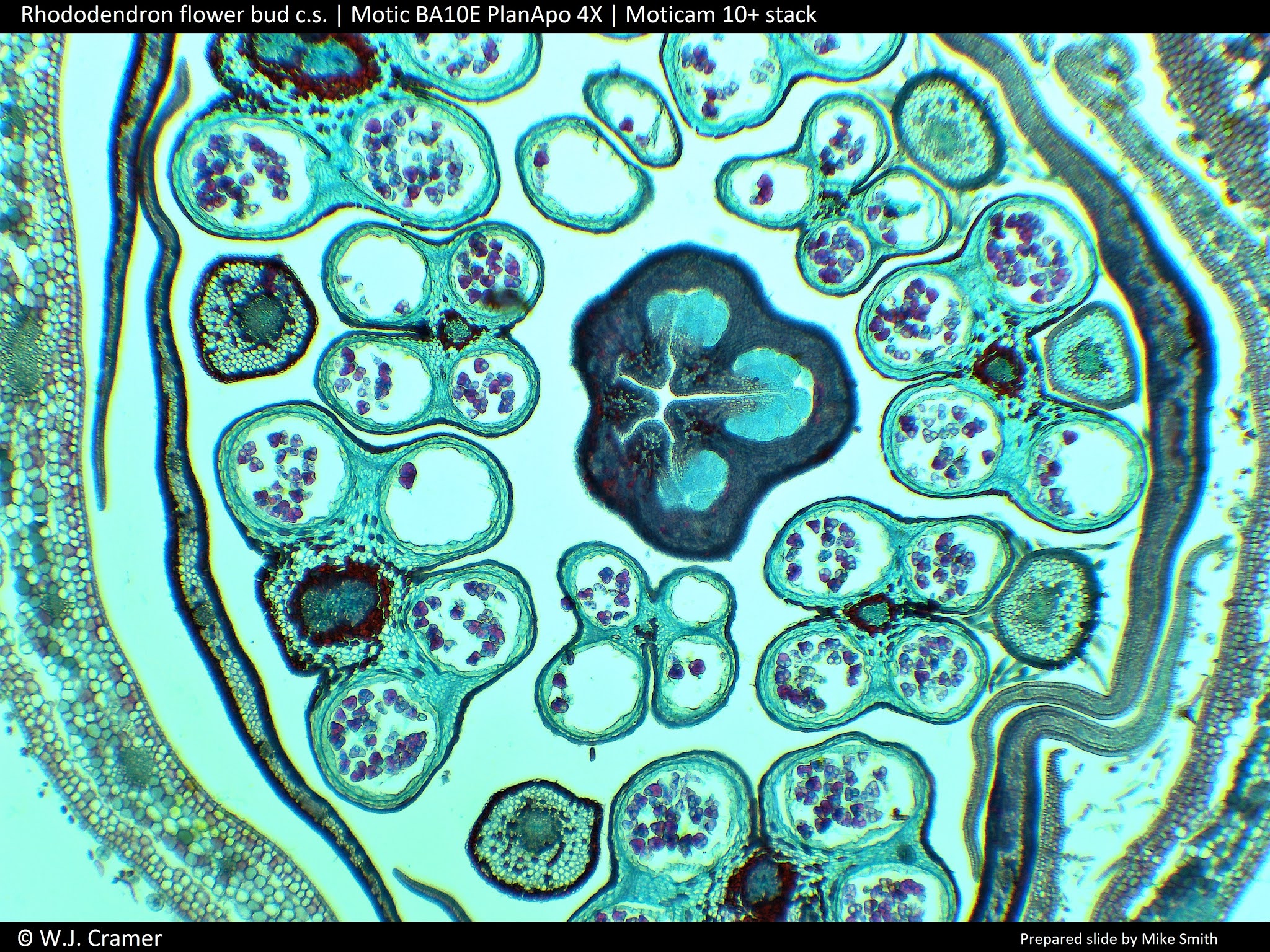 Motic Europe | Blog: What is in a flower bud
