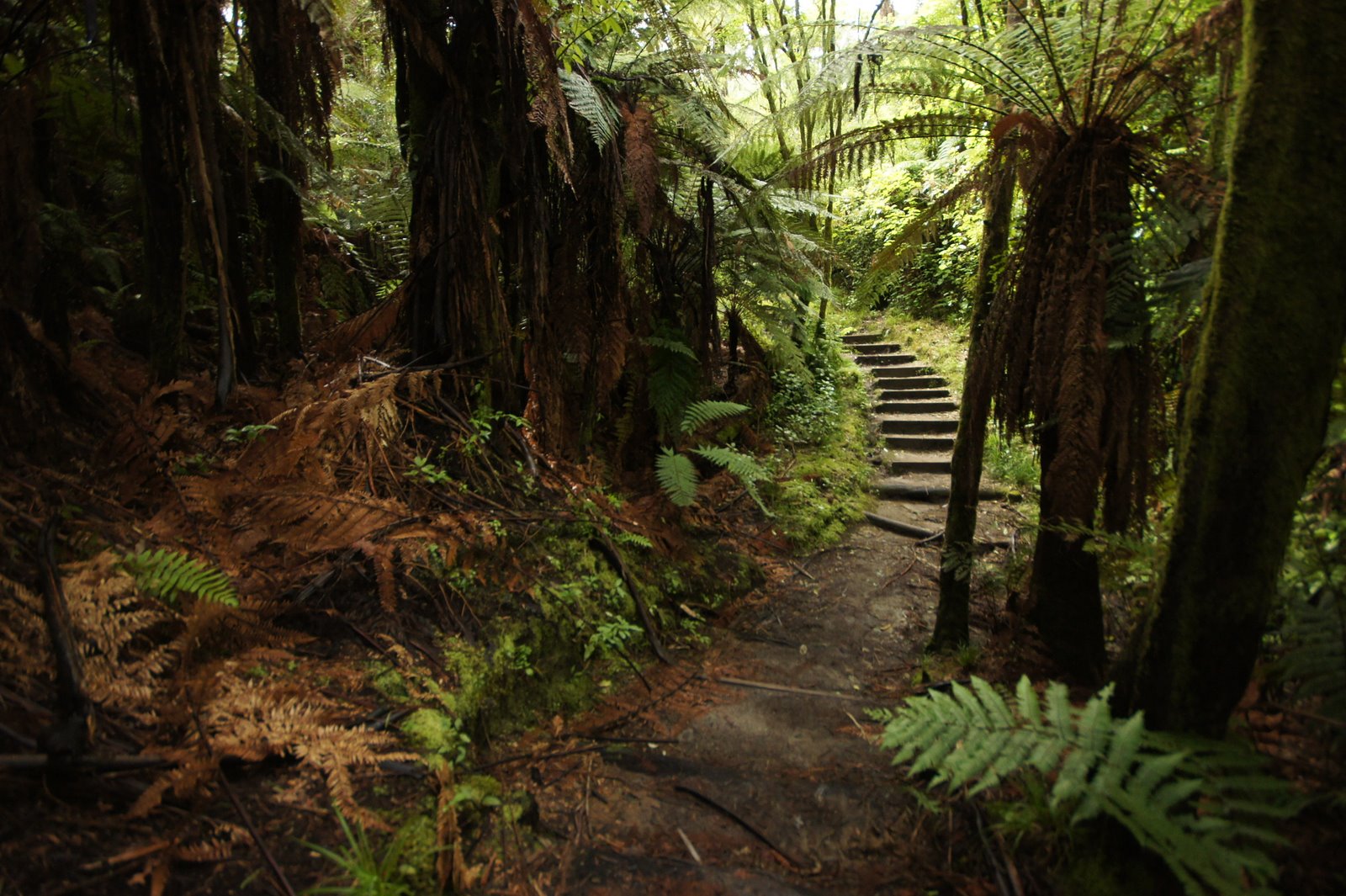Magi and Sam: Rotorua - the Redwoods Whakarewarewa Forest