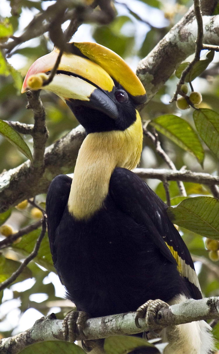 Kariyanshola Trail Package - Kerala Jungles