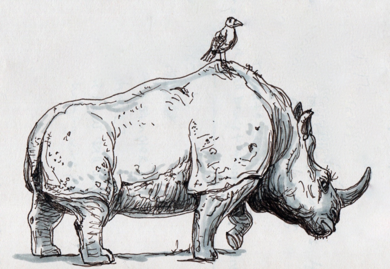 Scott's Creativity for Sanity: Rhino and Ox pecker Bird
