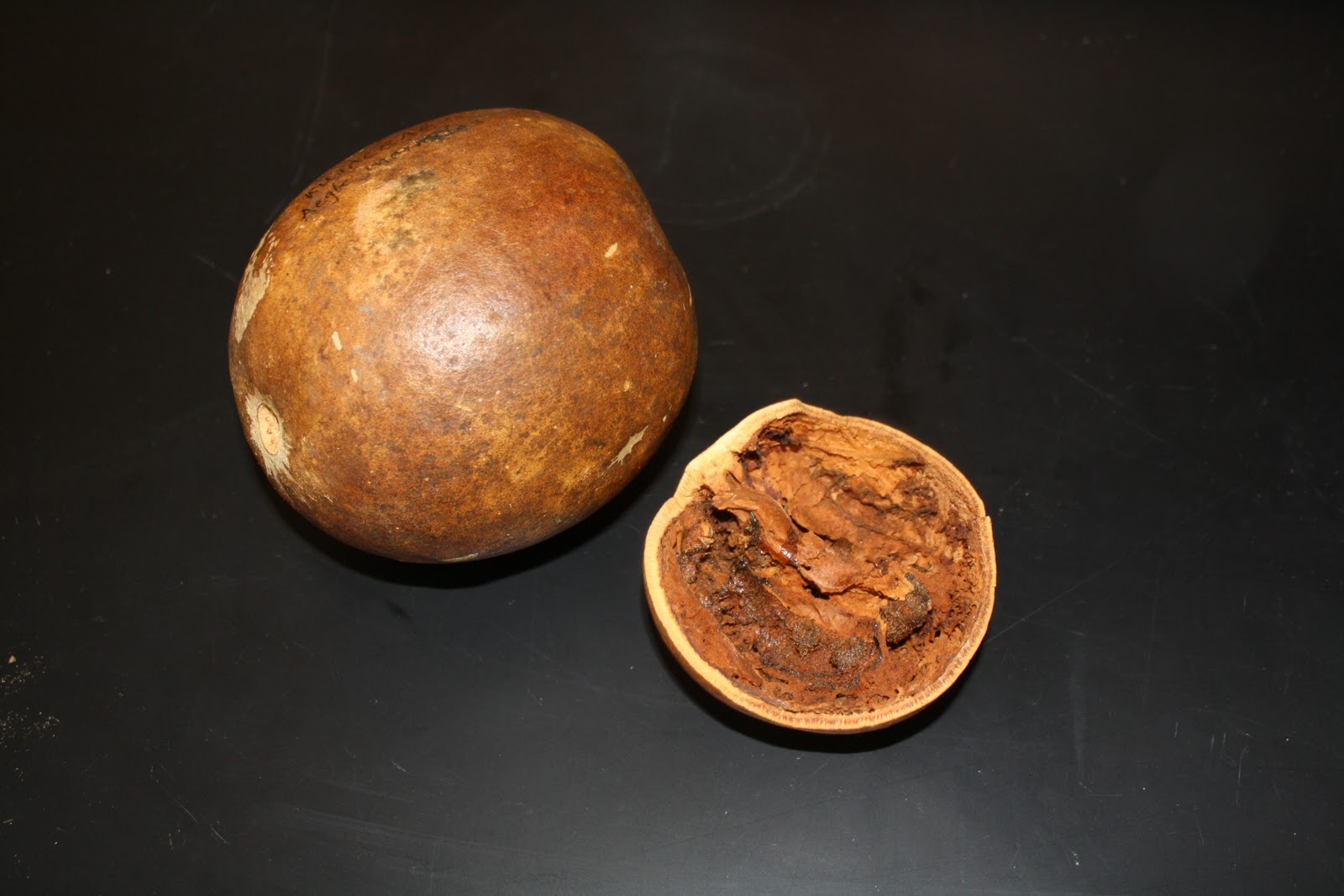 UF BOT 2710: Practical Plant Taxonomy: Lab 7: General structure of ...