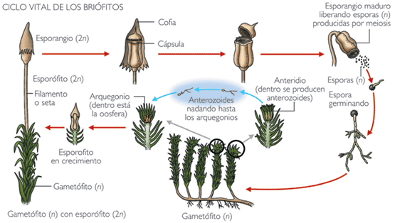 Blog de Ciencias Naturales de Marcos Corrales: CICLO BIOLÓGICO DEL ...