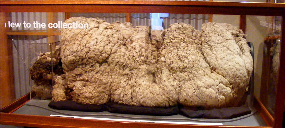 Days on the Claise: Chris the Sheep