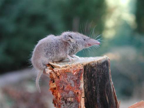 Imágenes del mundo animal: Musaraña