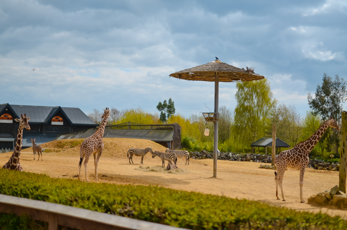 The Adventure of Parenthood: Days Out in Essex // Colchester Zoo