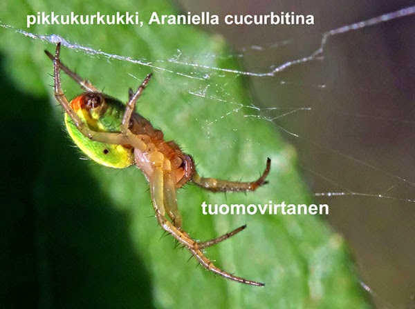 tuomovirtanen: Suomen Hämähäkit-Araneae-Spiders of Finland.