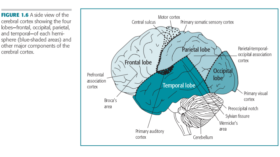 PSIKOLOGI KOGNITIF - NEUROSAINS KOGNITIF