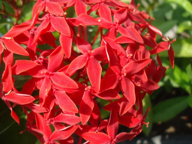 Wallpaper Bunga Soka Merah - Rumah Daun Muda
