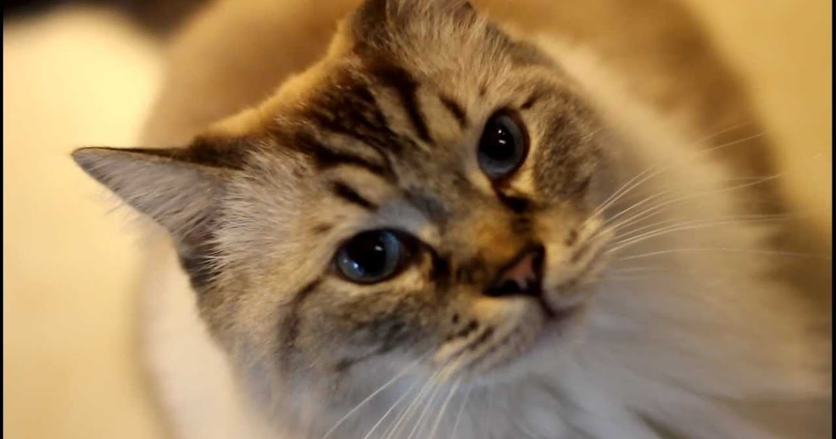 Maine coon ragdoll mix Personality, Size, Adoption, Lifespan, Price