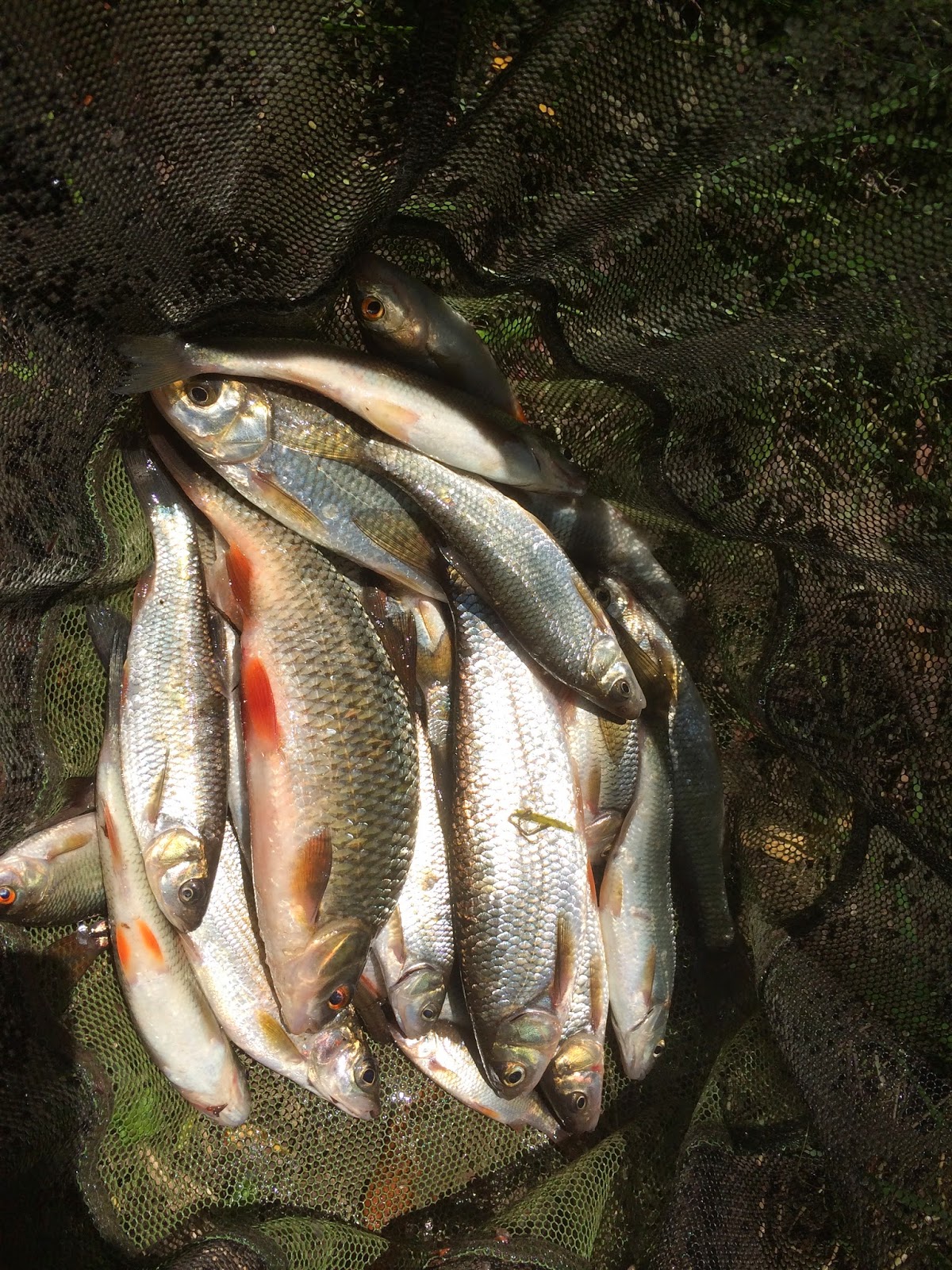 Danny's Angling Blog: River Dane Fishing: Perch Heaven and Exploration