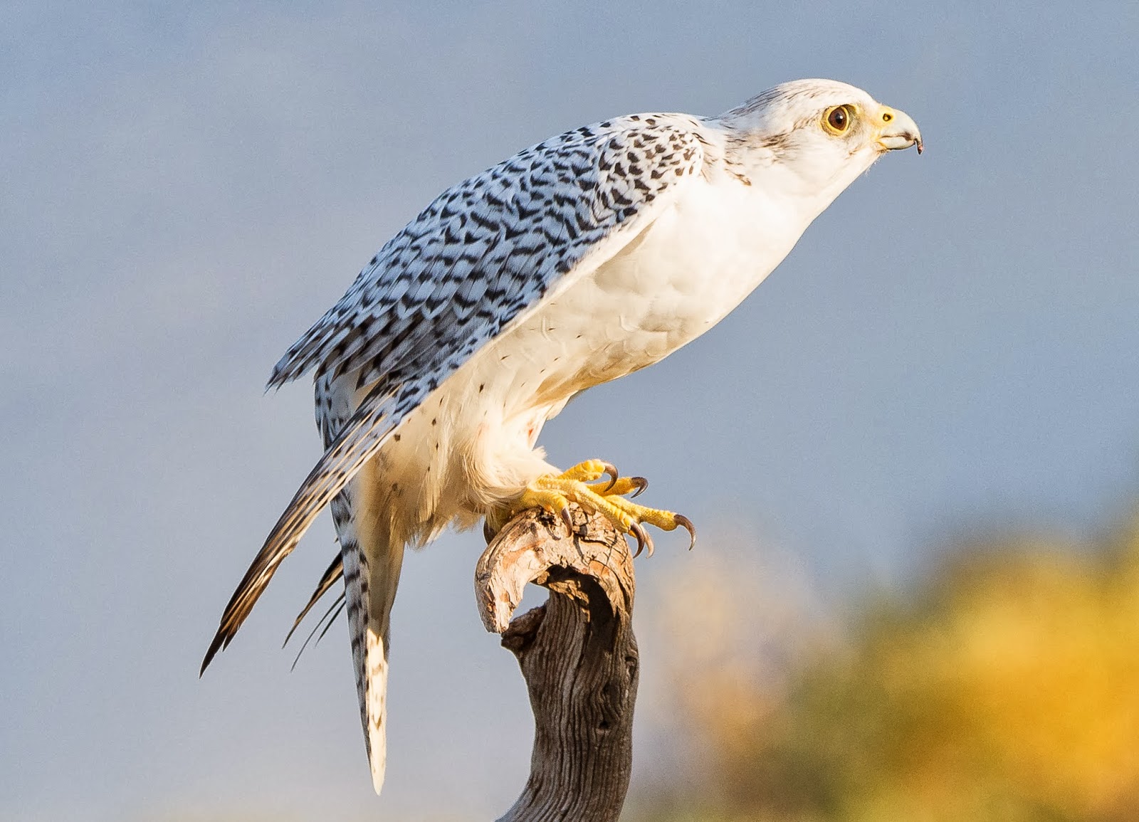 photoscope: Falcons and Hawks of the Rocky Mountains