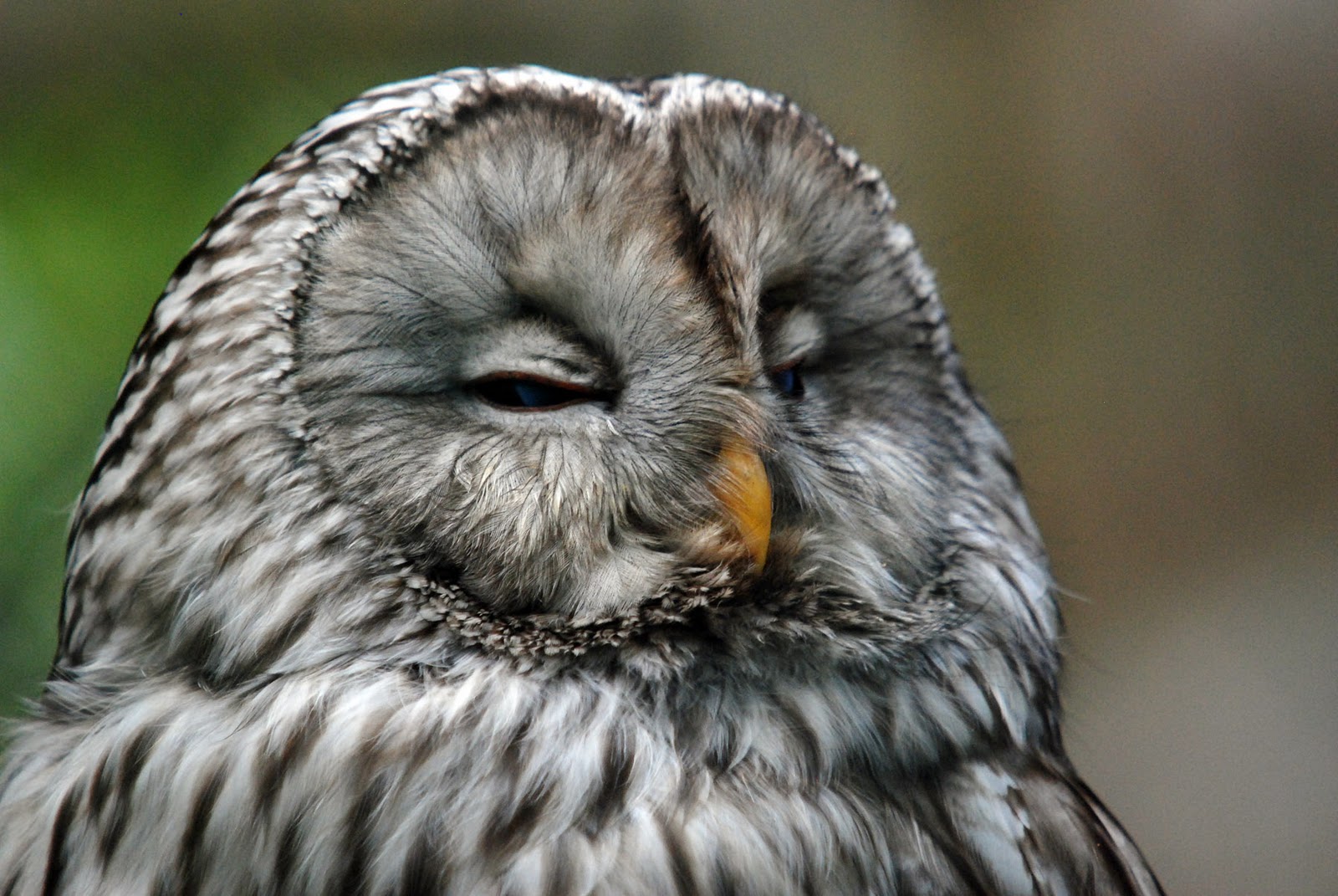 Sevasblog : things I like: Owls are not what they seem