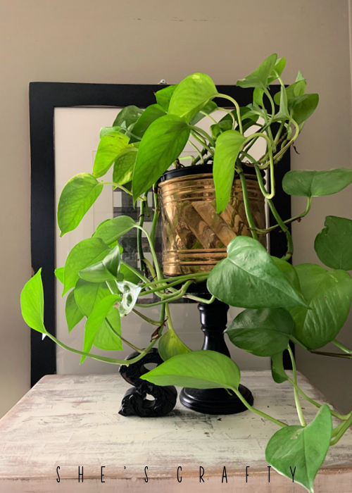 She's Crafty: Unique House Plant Containers from the Thrift Store