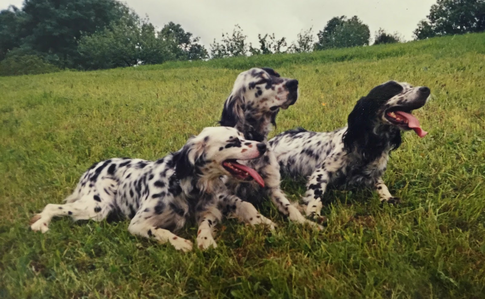 IZTINGORRI SETTER: RECUERDOS