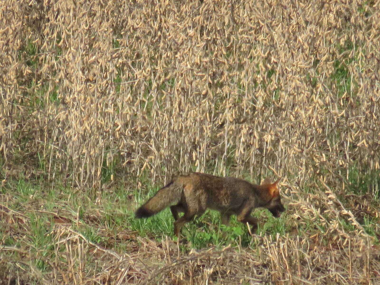 AGROWILDLIFE: Pampas fox (graxaim-do-campo) I