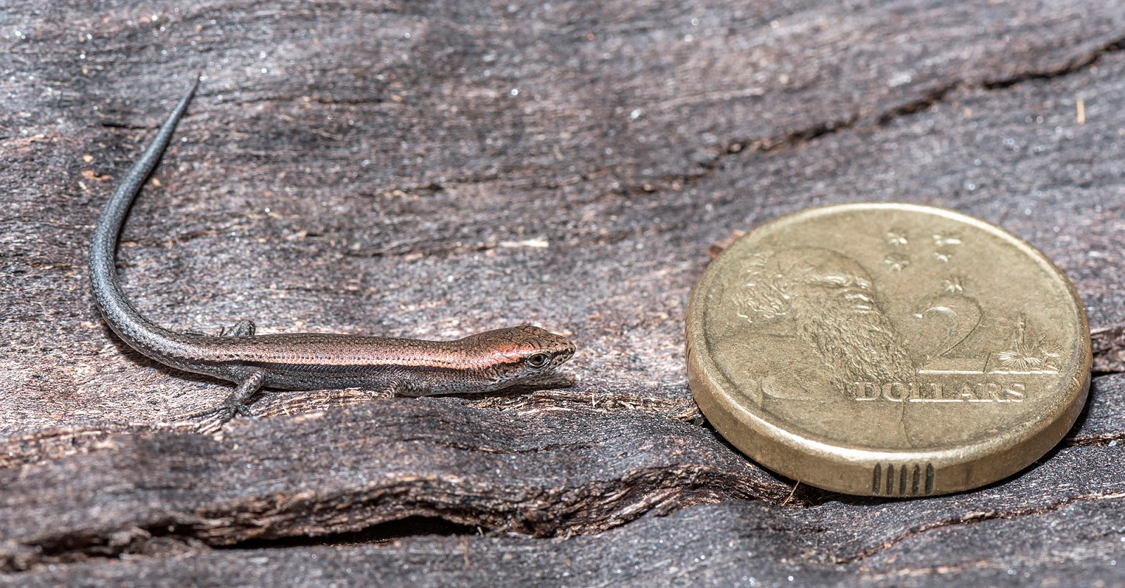 Wildlife of the Hunter Valley: The secretive world of hatchling skinks