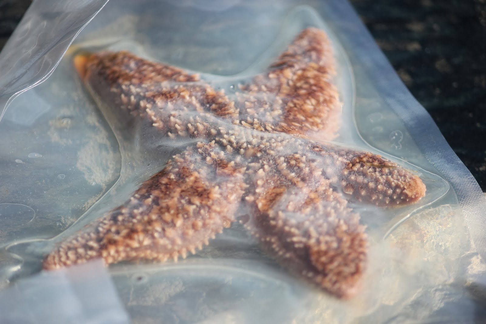 Horsing Around At Home: Marine biology: Sea stars (starfish).