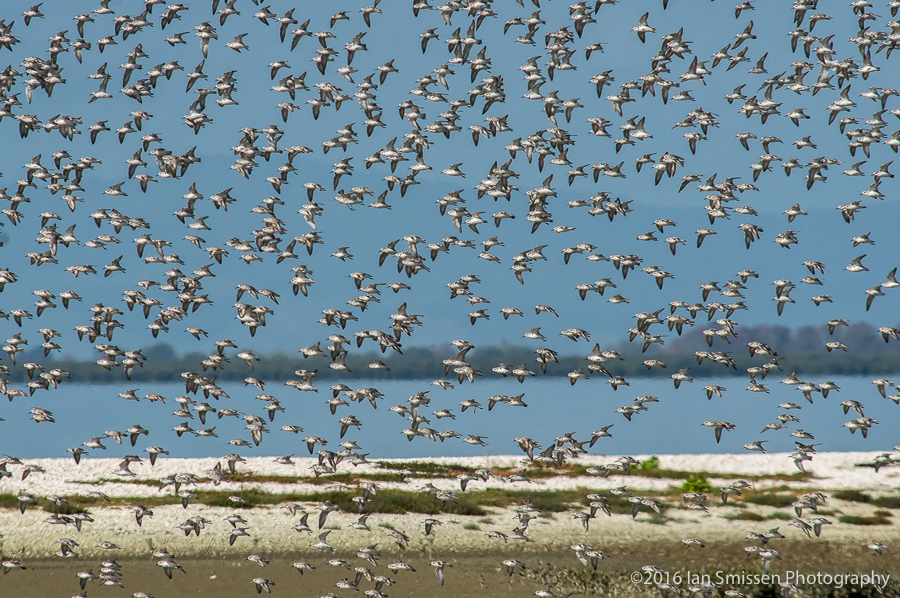 A passion for birds...: A Wrybill or two (thousand)
