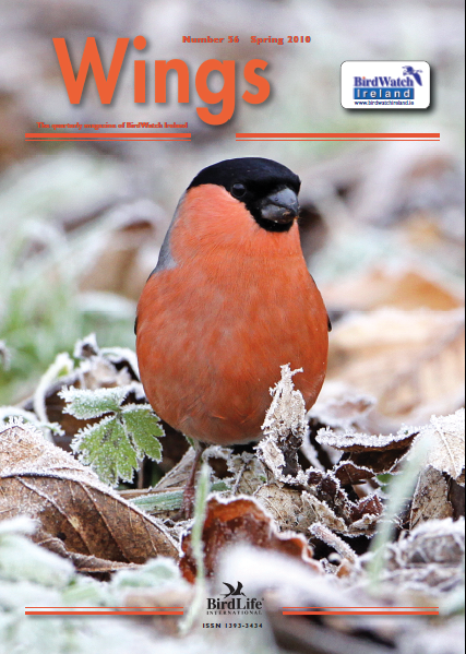 BirdWatch Ireland's Conservation Team blog: Irish Garden Birds - Bulky ...