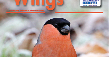 BirdWatch Ireland's Conservation Team blog: Irish Garden Birds - Bulky ...