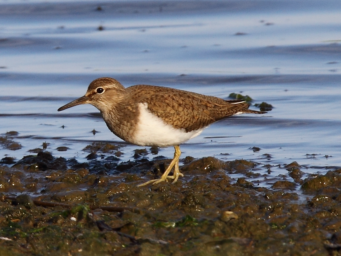 TT's Birding Blog: Common Sandpiper