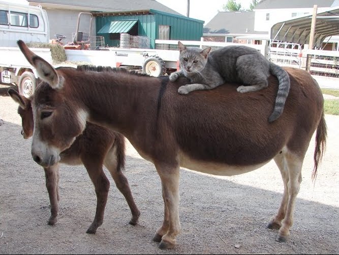 Funny animals riding other animals (15 pics) | Amazing Creatures