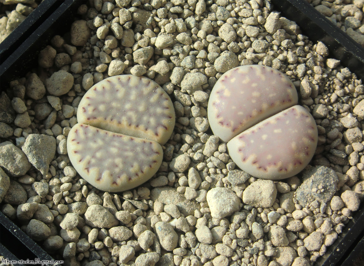 Lithops Stories: New lithops 2017 - Part 1 (14 pics)