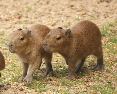 Capybara | Facts and Photos 2012 | The Wildlife