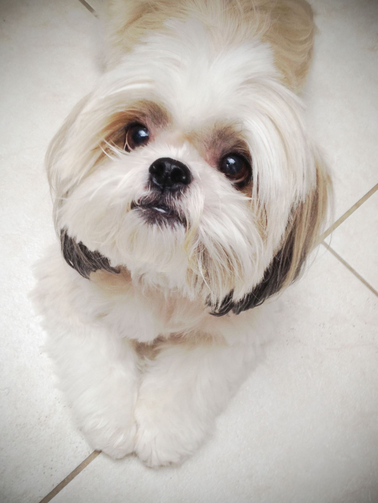 Shih Tzu, pequeño gran compañero
