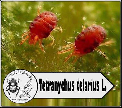 أكاروس العنكبوت الأحمر العادي - Tetranychus telarius L. - الموسوعة ...