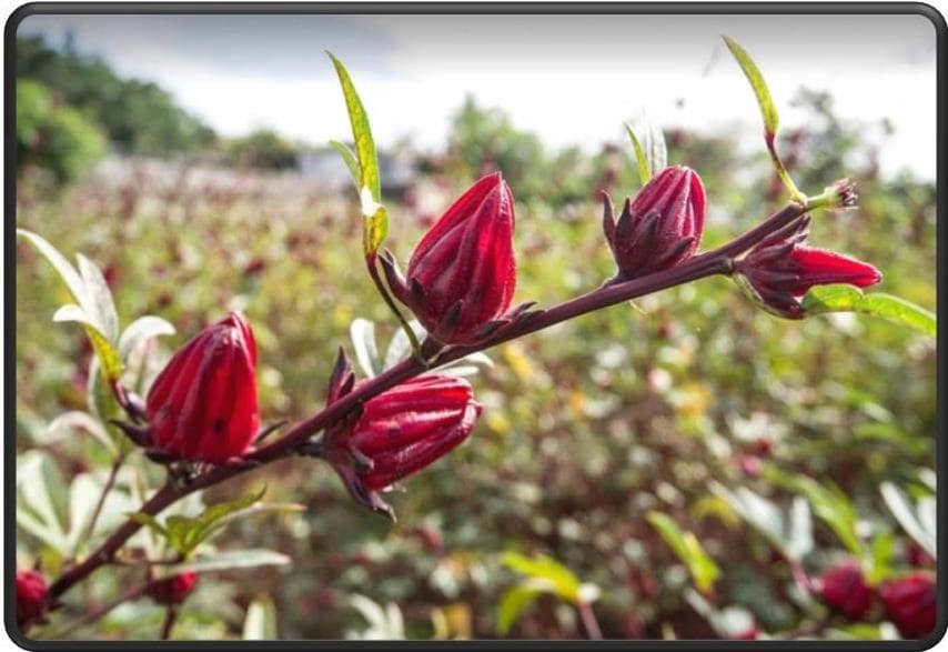 The benefit of rosella plant for healthly - Safrizal July