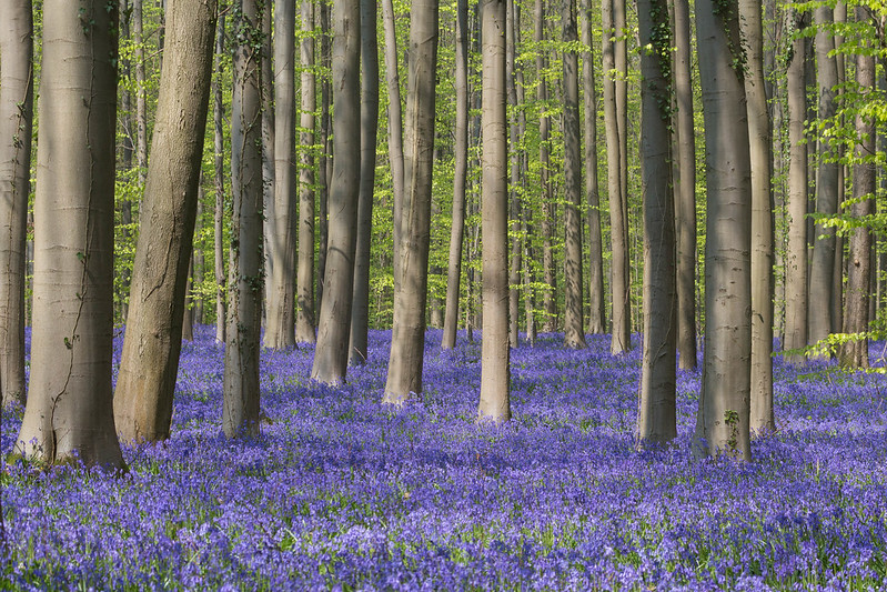 The blue forest, Hallerbos — Belgium