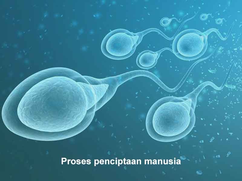 Kuasa Allah, Proses Penciptaan Manusia Di Alam Arham