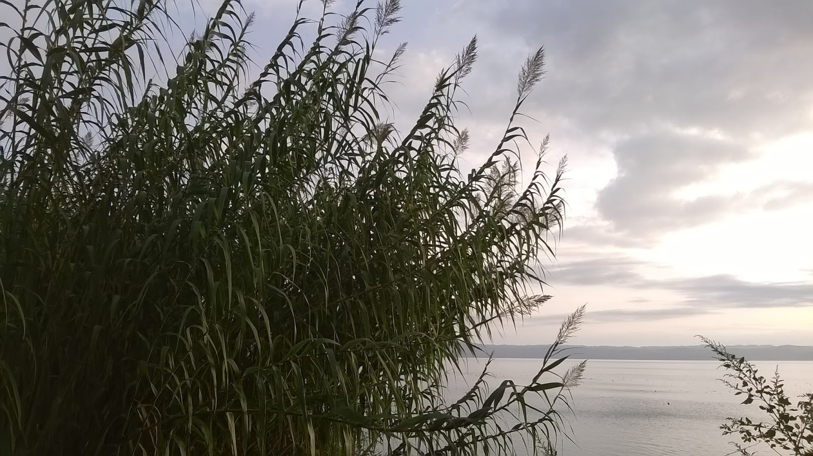 Osservatorio Ambientale del Lago di Bolsena: A proposito del taglio dei ...