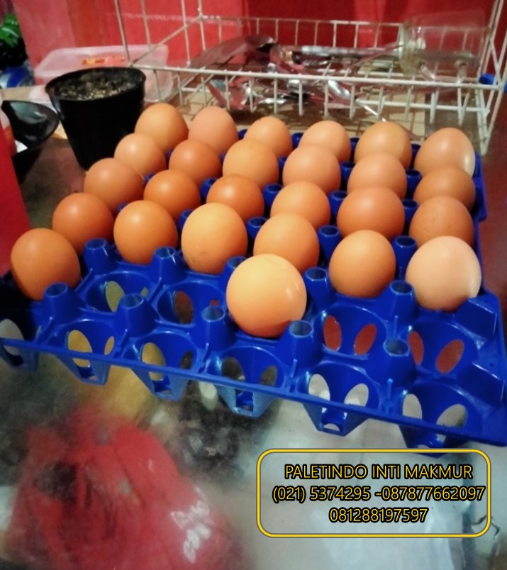 CV. PALETINDO INTI MAKMUR : Tray Telur Ayam Isi 30 Butir