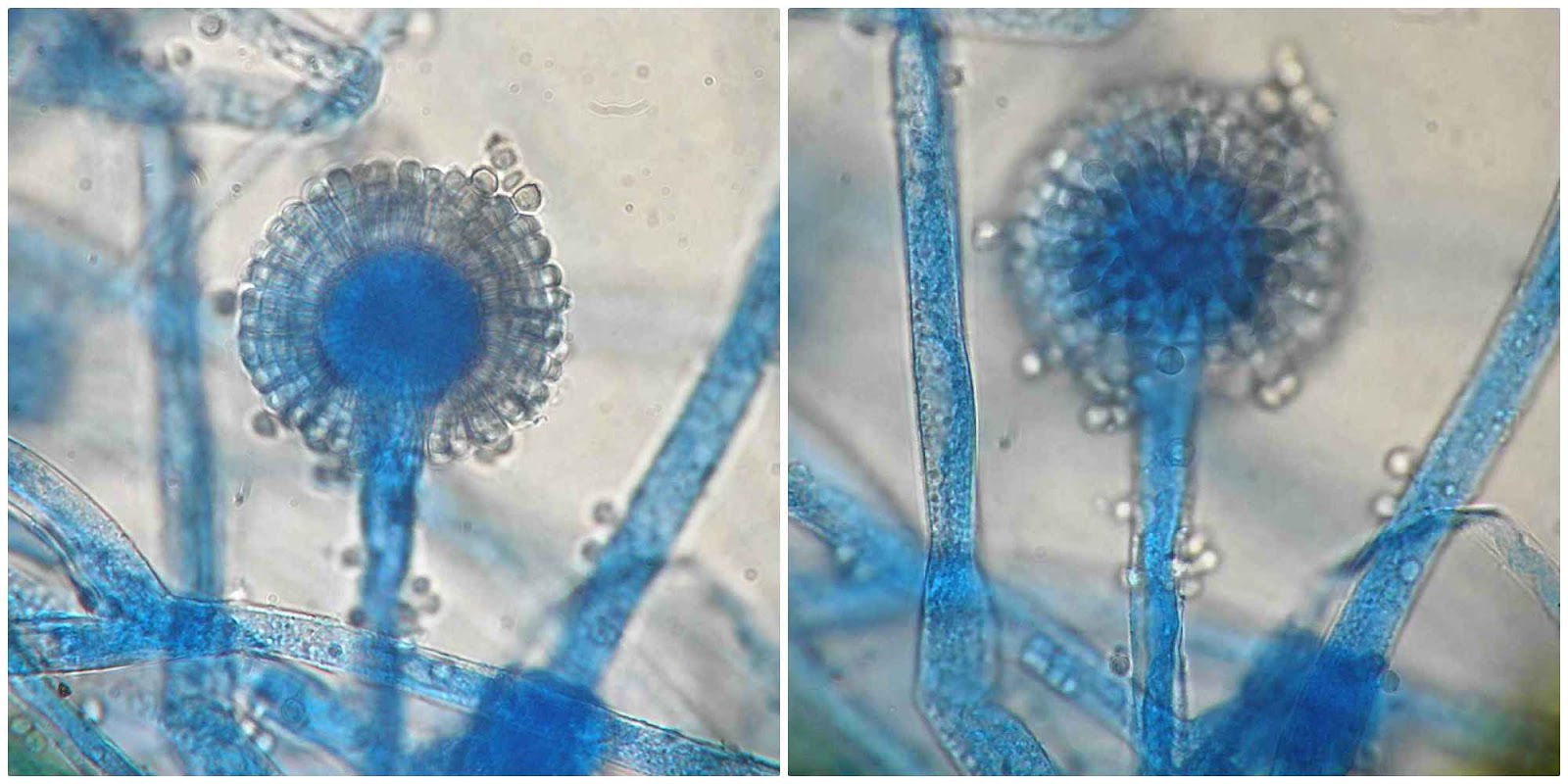ATLAS MICOLOGIA: SYNCEPHALASTRUM RACEMOSUM