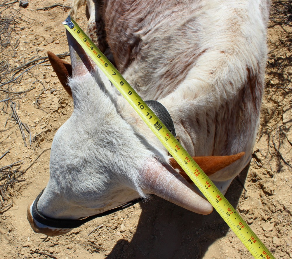 The Field Lab: Head Gear