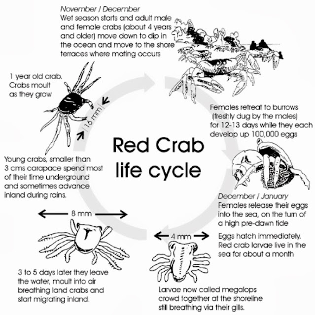 INSTITUTO DE BIOLOGIA & INGENIERIA DE ECOSISTEMAS: ANNUAL RED CRAB ...