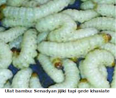 Manfaat Ulat Bambu: Untuk Menurunkan Birahi Cendet | Burung Muda BeNG