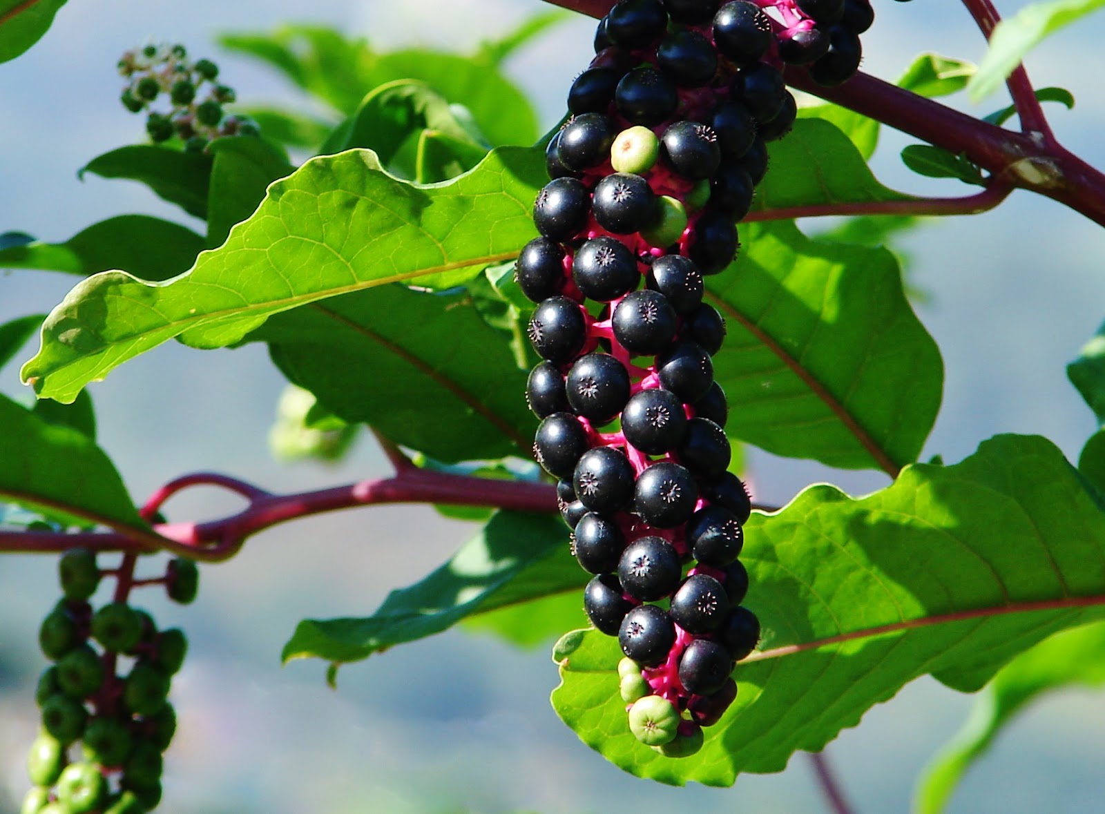 BREATHTAKING: Pokeberry and Echium Blooms