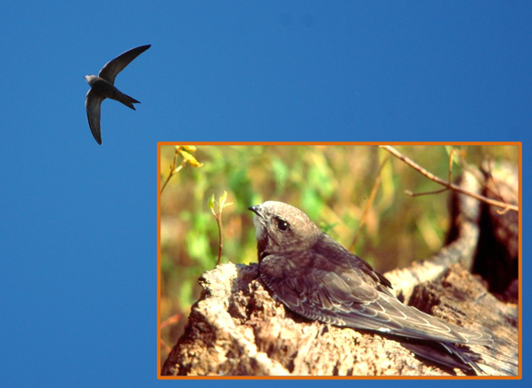 LIPU Niscemi: S.O.S. Rondoni