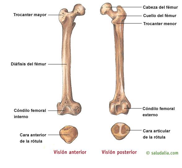 ANATOMIA FUNCIONAL: OSTEOLOGIA-Miembro Inferior- Femur