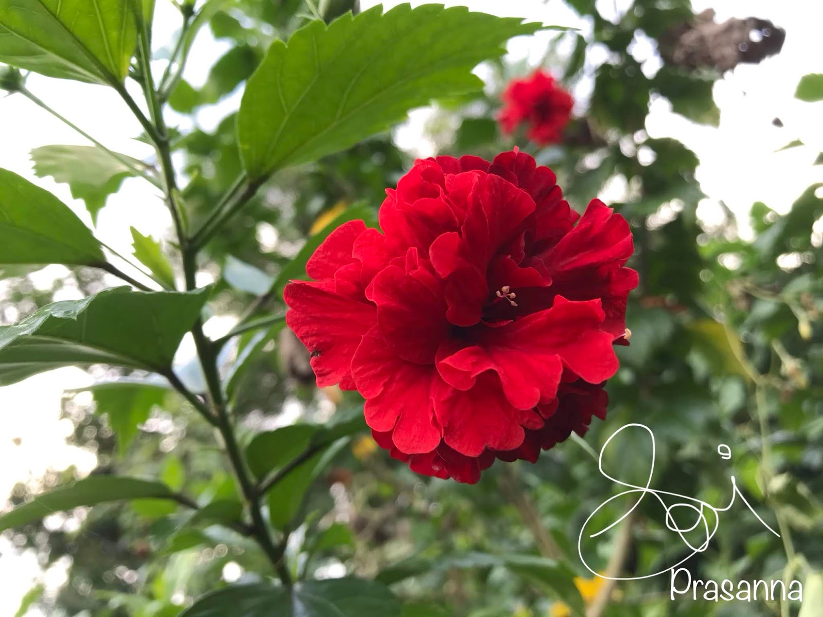 Mandara Puvvu || Flower || Micro Shot || Sai Media Works ...