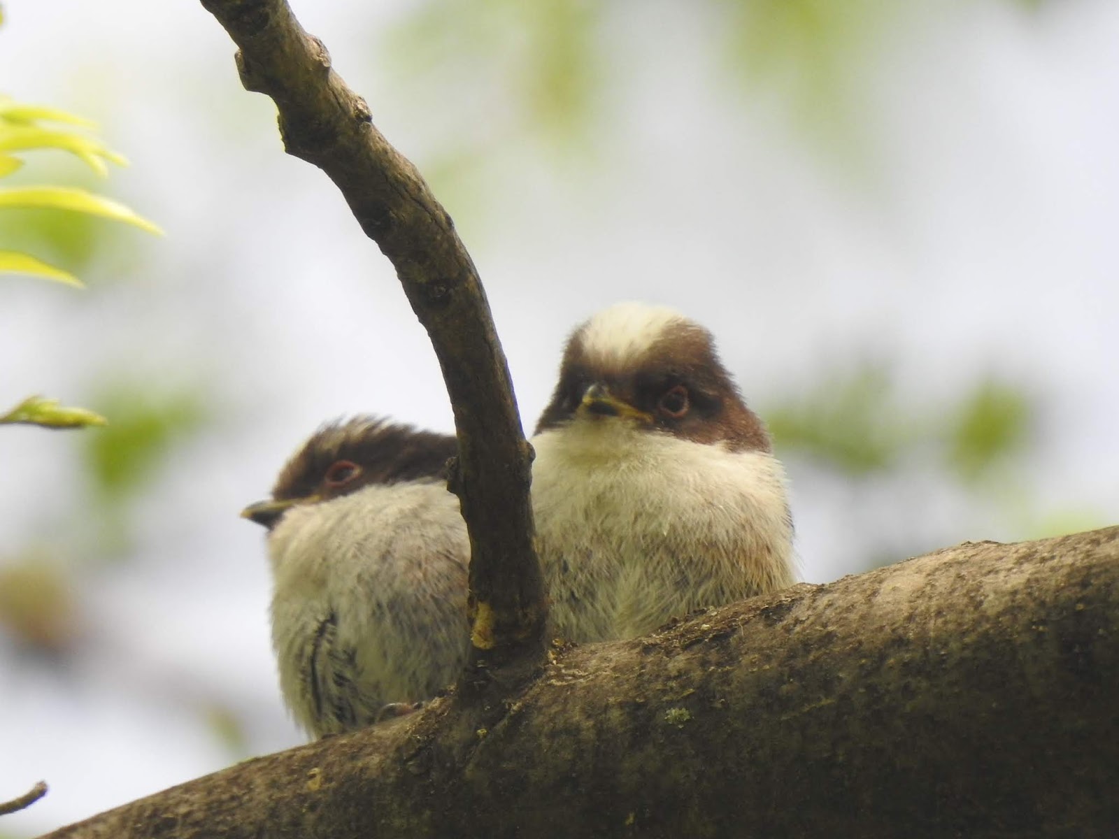 PASARI DIN ROMANIA: PITIGOI CODAT, Pui si juvenili (2), Aegithalos caudatus