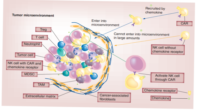 Engineering chimeric antigen receptor-natural killer cells for cancer ...
