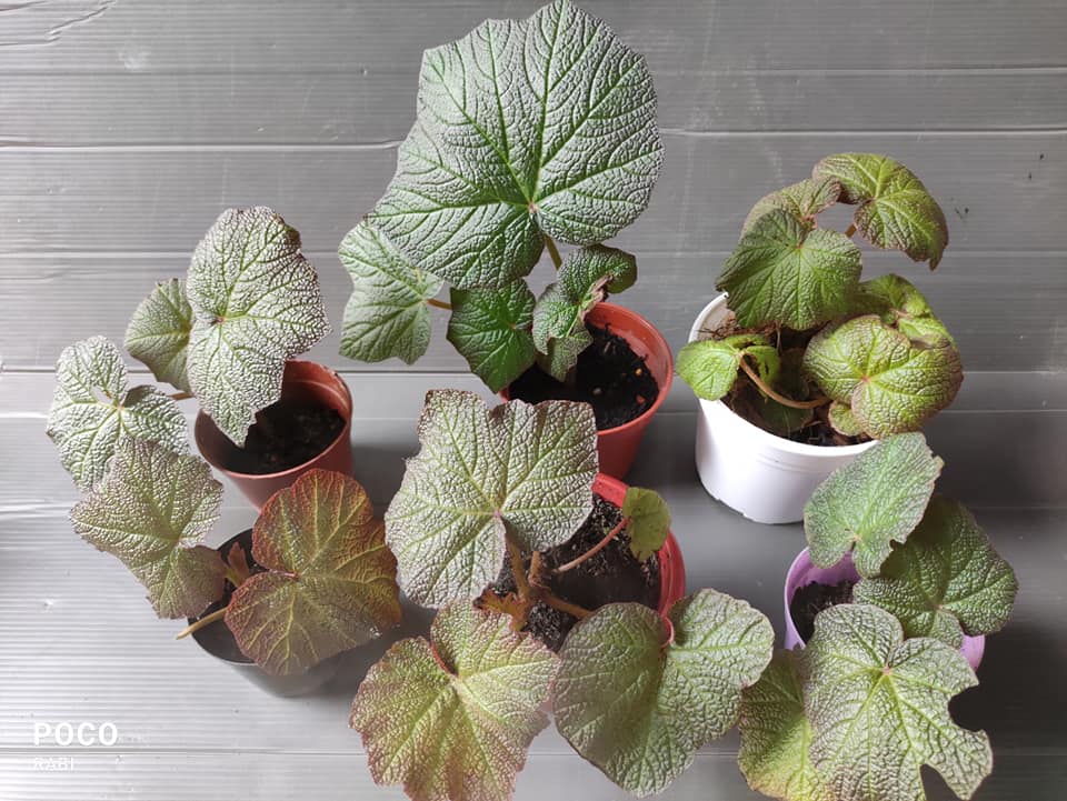 Garden Chronicles of James David: Begonia Soli-mutata / Sun Changing ...