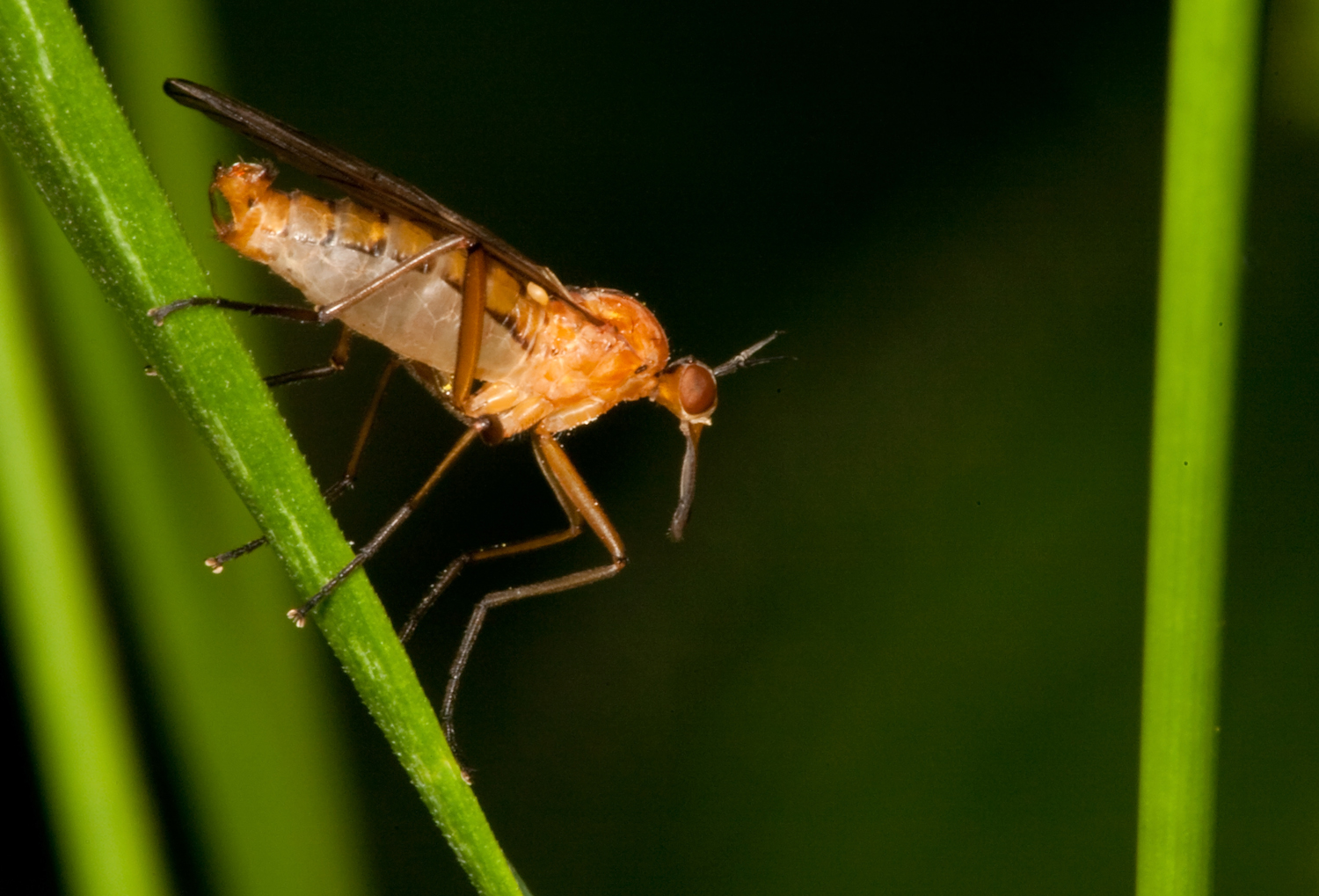 Irish Wildlife Photography: A dance fly