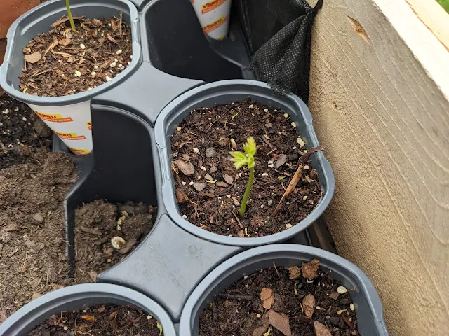 Kentucky Coffee Tree Seedlings - June 2021